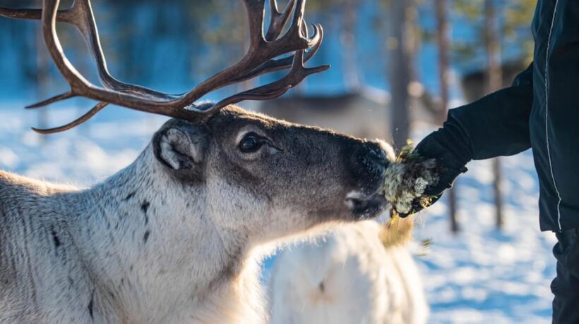 Ivalo: Magical Moments at the Reindeer Farm - Learning About Reindeer Care and Welfare