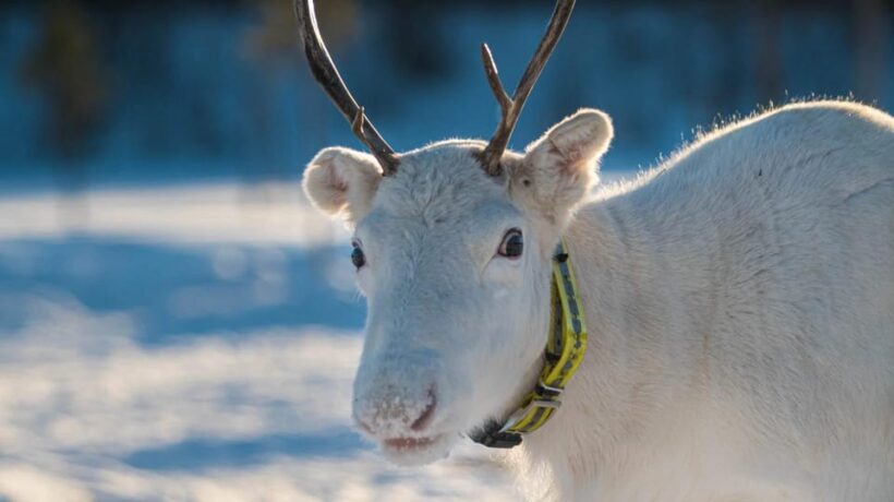 Ivalo: Magical Moments at the Reindeer Farm - The Personal Touch in a Small Group