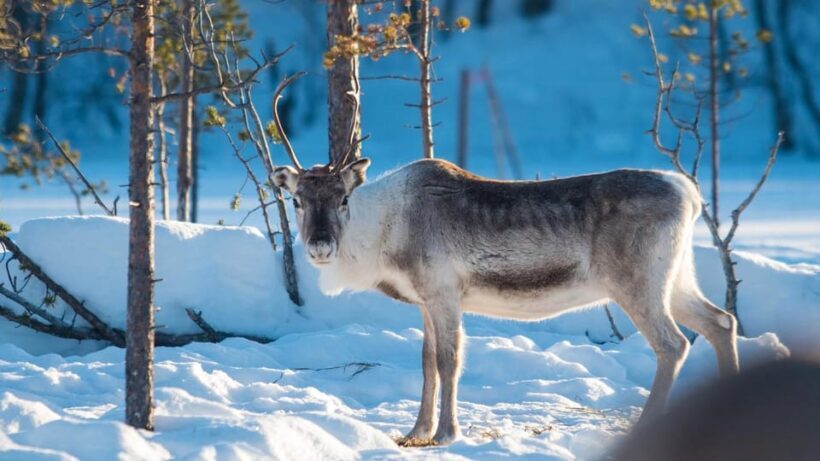Ivalo: Magical Moments at the Reindeer Farm - What to Expect During the Tour