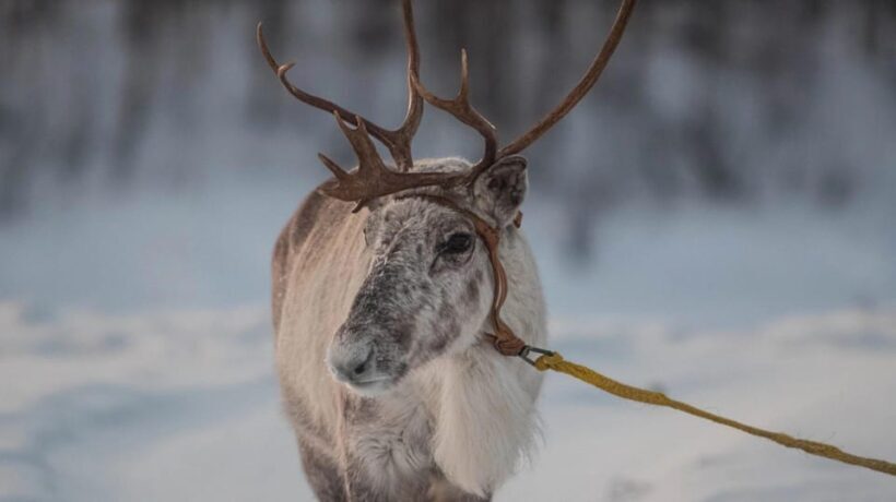 Ivalo: Magical Moments at the Reindeer Farm - Authenticity and Ethical Considerations