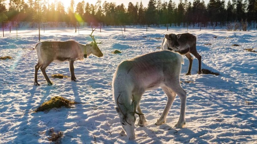 Ivalo: Magical Moments at the Reindeer Farm - Who Will Appreciate This Tour?