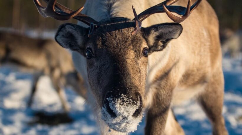 Ivalo: Northern Lights and Reindeer Farm Experience - A Warm Welcome to Lapland’s Reindeer Country