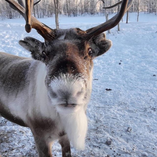Ivalo: Snowmobile Safari, Meet and Feed Reindeers with Lunch - Ivalo: Snowmobile Safari, Meet and Feed Reindeers with Lunch — A Detailed Review