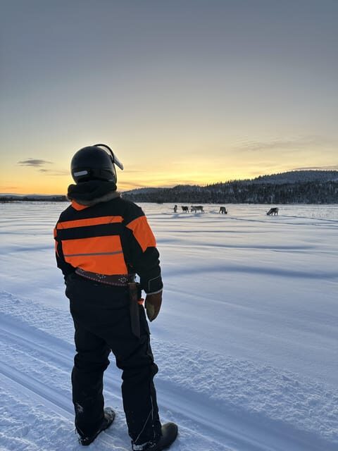 Ivalo: Snowmobile Safari, Meet and Feed Reindeers with Lunch - The Sum Up