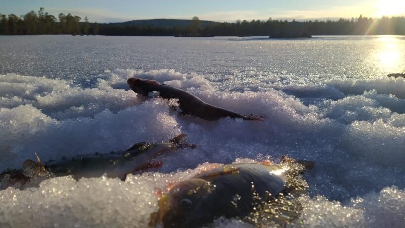 Ivalo:Sleighride Tour and Fishing on a Lake in the Wild - FAQ