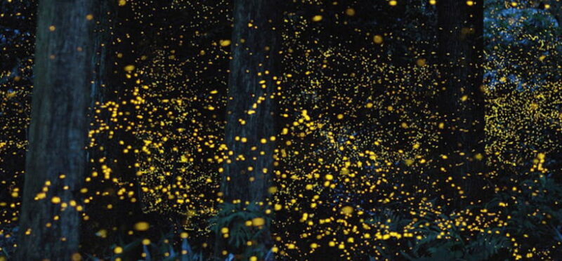 Iwahig Firefly Watching Tour| Puerto Princesa - A Closer Look at the Experience