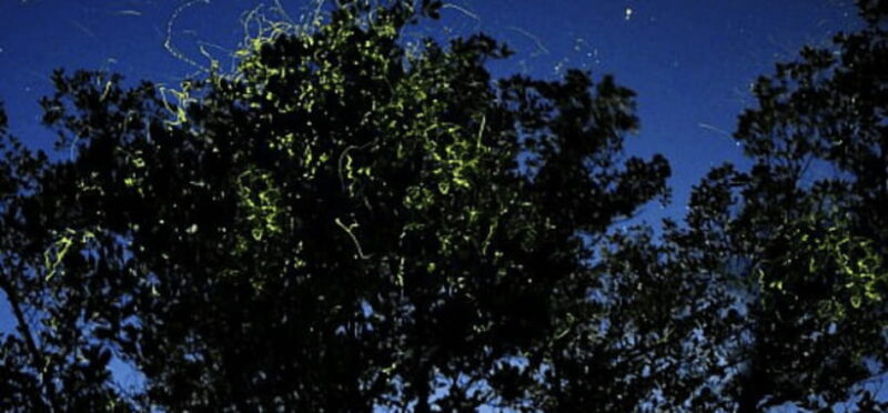 Iwahig Firefly Watching Tour| Puerto Princesa - The Itinerary in Detail