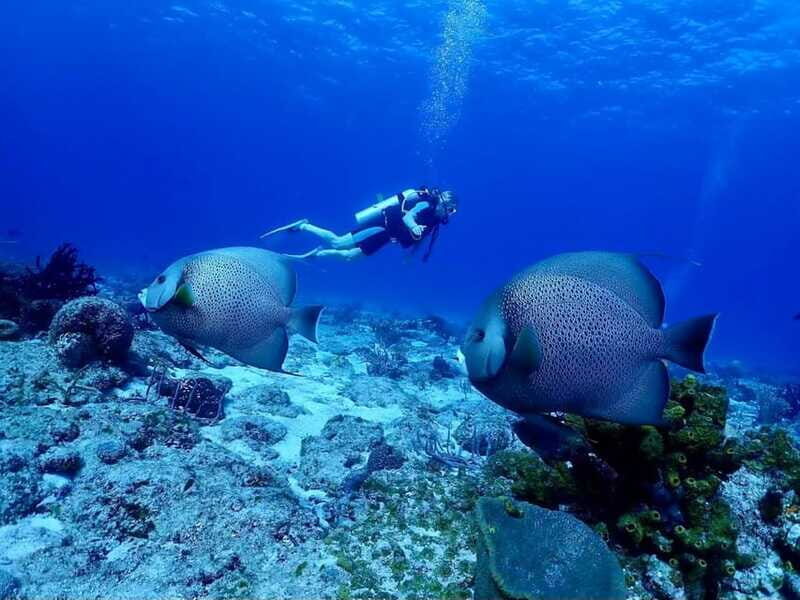 Ixtapa: Nighttime Underwater Exploration at Piedra Solitaria - Key Points
