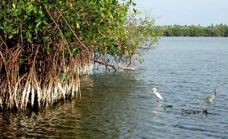 Ixtapa-Zihuatanejo: Barra de Potosi Scenic Lagoon Tour - Key Points