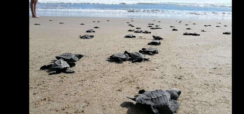 Ixtapa-Zihuatanejo: Turtle Release Tour. - Overview and Context