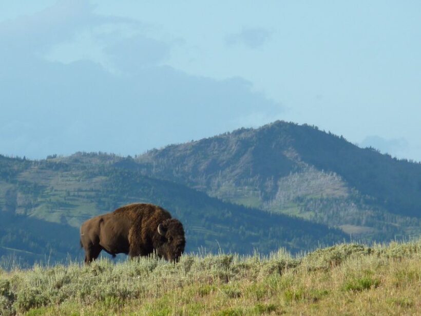 Jackson: 2-Day Yellowstone National Park Tour with Lunches - Final Thoughts
