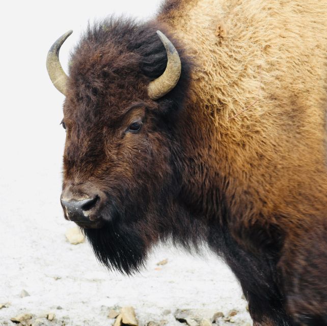 Jackson: 2-Day Yellowstone National Park Tour with Lunches - FAQ Section