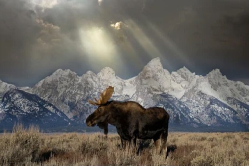 Jackson: 4-Day Grand Teton & Yellowstone Winter Tour - Key Points