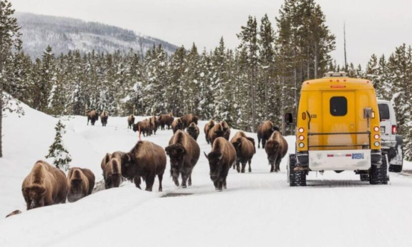 Jackson: 4-Day Grand Teton & Yellowstone Winter Tour - An Overview of the Itinerary