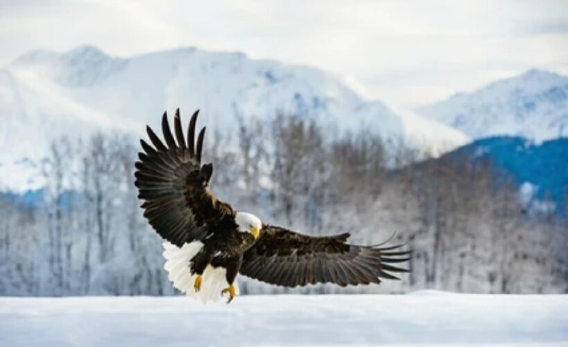 Jackson: 4-Day Grand Teton & Yellowstone Winter Tour - Scenic Return to Jackson