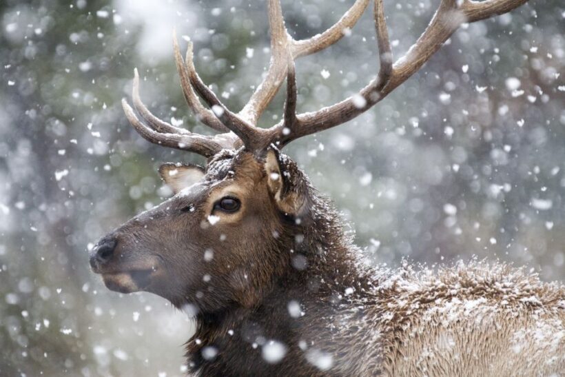 Jackson: 4-Day Grand Teton & Yellowstone Winter Tour - Who Will Love This Tour?