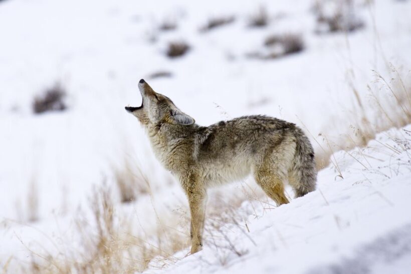 Jackson: 4-Day Grand Teton & Yellowstone Winter Tour - FAQ
