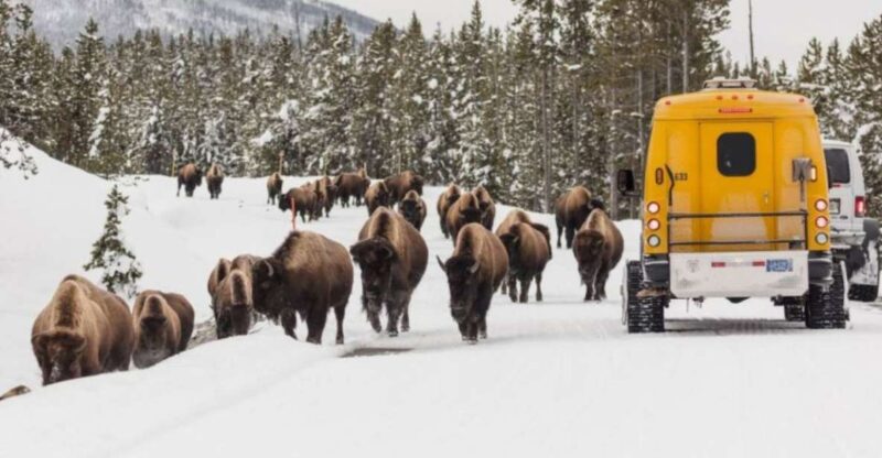 Jackson: 4-Day Grand Teton & Yellowstone Winter Tour - A Deep Dive into the 4-Day Wyoming Winter Adventure