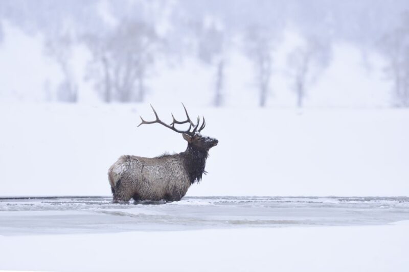 Jackson: 4-Day Grand Teton & Yellowstone Winter Tour - Who Will Love This Tour?