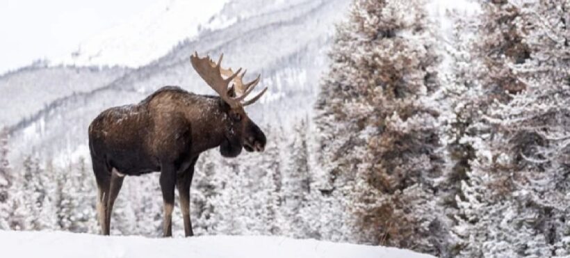 Jackson: Grand Teton and National Elk Refuge Winter Day Trip - Final Thoughts