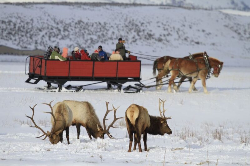 Jackson: Grand Teton and National Elk Refuge Winter Day Trip - What Sets This Tour Apart