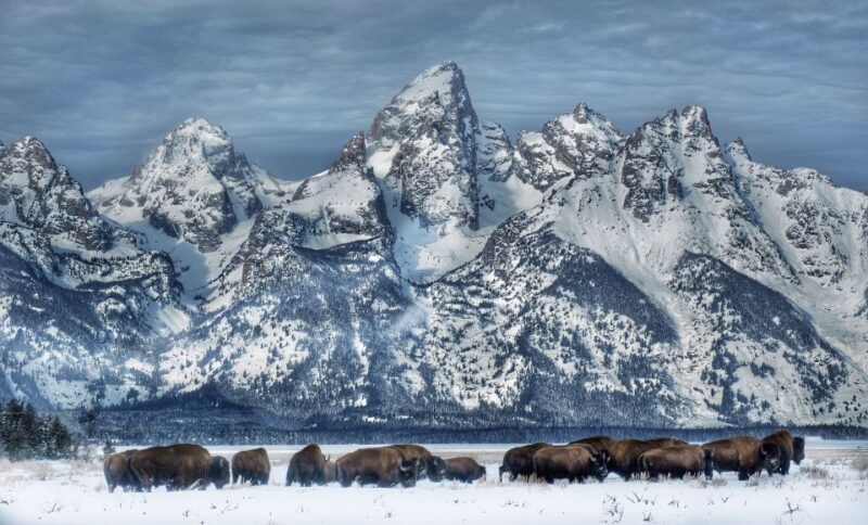 Jackson: Grand Teton and National Elk Refuge Winter Day Trip - Practical Tips for Participants