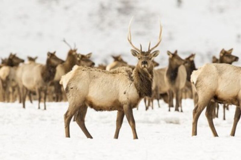 Jackson: Grand Teton and National Elk Refuge Winter Day Trip - Final Thoughts: Is This Tour for You?
