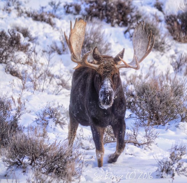 Jackson: Grand Teton and National Elk Refuge Winter Day Trip - FAQs