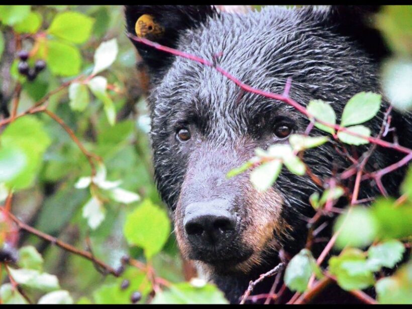 Jackson: Grand Teton National Park Guided Wildlife Tour - FAQ