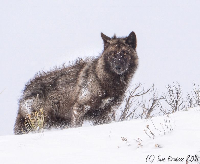 Jackson: Grand Teton & Native American Petroglyph Tour - The Sum Up