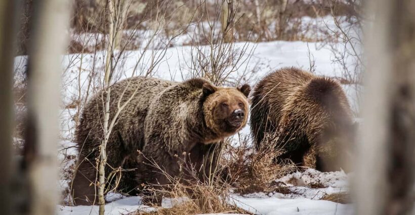 Jackson: Grand Teton Sunrise Safari with Naturalist Guide - An Honest Look at the Sunrise Safari Experience