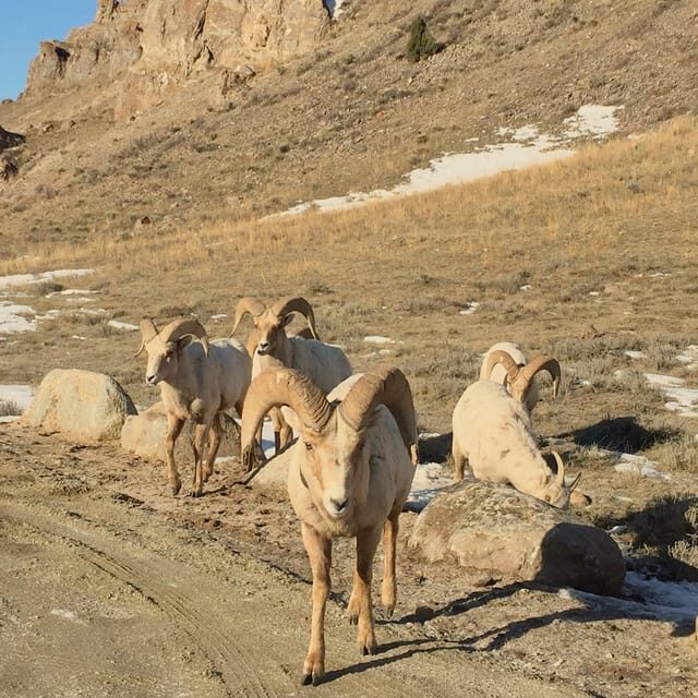 Jackson: Grand Teton Sunrise Safari with Naturalist Guide - Who Will Love This Tour?