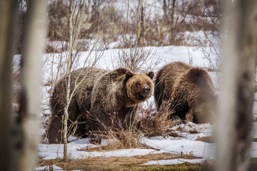 Jackson: Grand Teton Sunrise Safari with Naturalist Guide - The Sum Up: Is the Jackson Grand Teton Sunrise Safari Worth It?