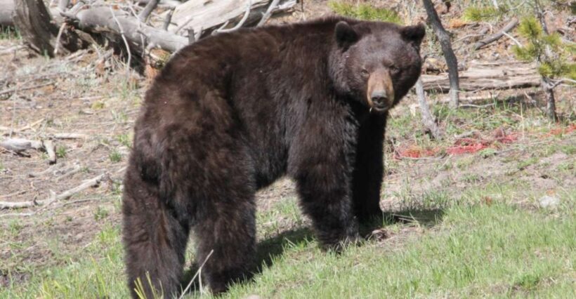 Jackson Hole 2-Day Private Safari: Yellowstone Loops Tour - Exploring Wyoming’s Yellowstone on a Private Two-Day Safari