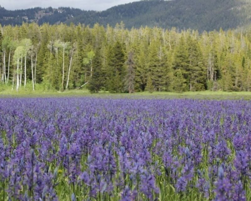 Jackson Hole 2-Day Private Safari: Yellowstone Loops Tour - Final Thoughts