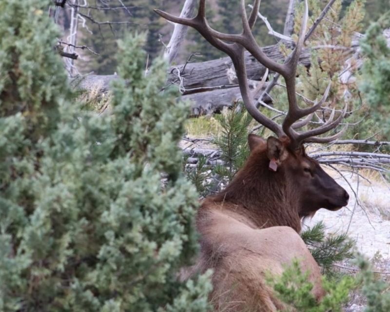 Jackson Hole 3-Day Guided Safari: Yellowstone & Tetons - Is It Worth the Price?