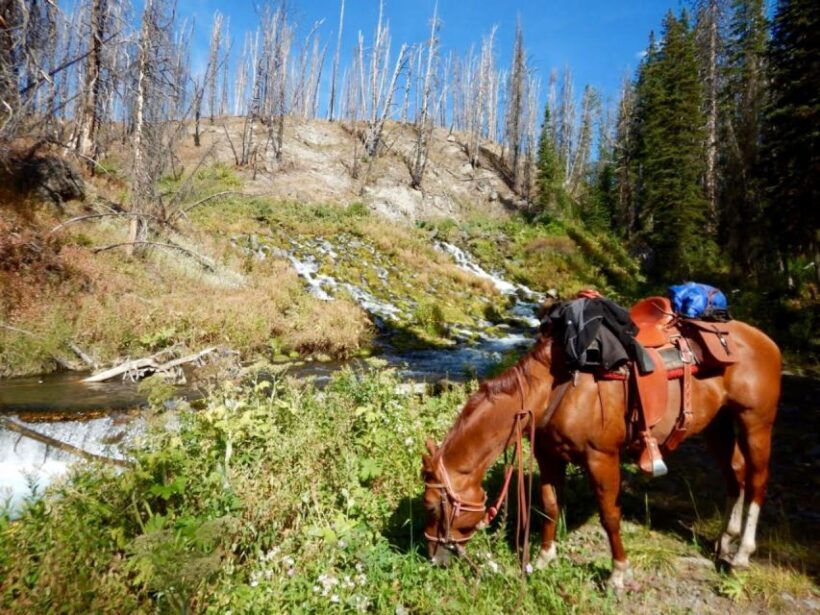 Jackson Hole: Dinner Cookout & Bridger-Teton Horseback Ride - A Deep Dive into the Experience