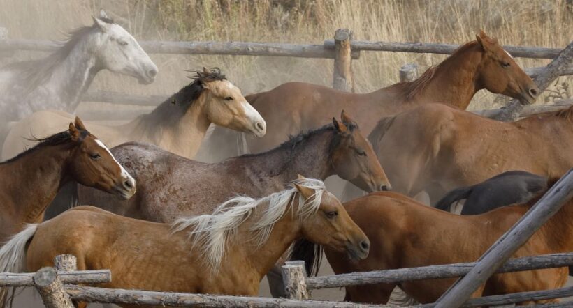 Jackson Hole: Dinner Cookout & Bridger-Teton Horseback Ride - Practical Tips for Travelers