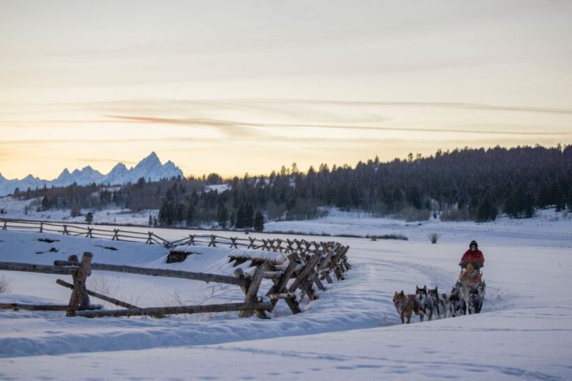 Jackson Hole: Dogsledding Tour with Hot Chocolate - The Experience in Detail