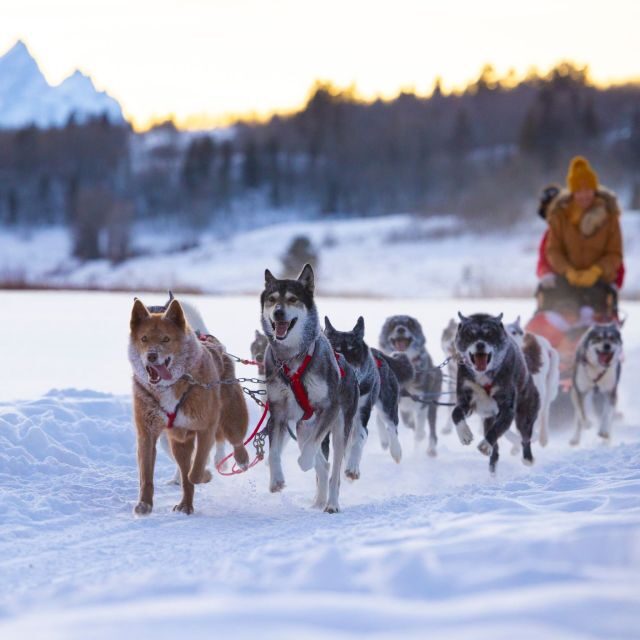 Jackson Hole: Dogsledding Tour with Hot Chocolate - Final Thoughts on Value and Authenticity