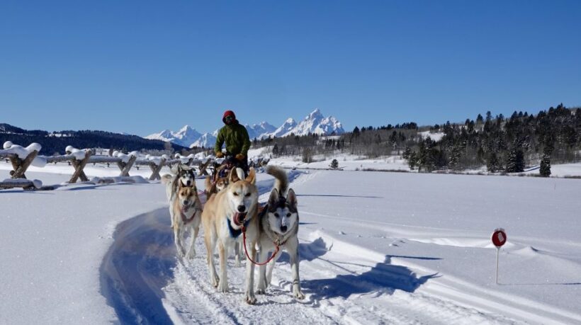 Jackson Hole: Dogsledding Tour with Hot Chocolate - The Sum Up