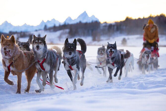 Jackson Hole Full-Day Dog Sledding and Snowmobiling Combo Trip - The Reviews that Speak Volumes