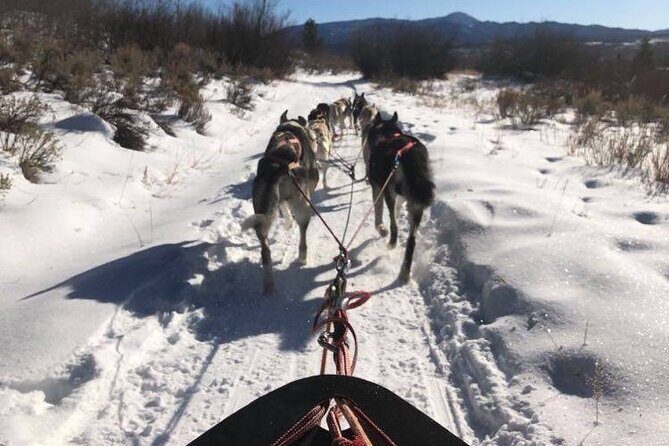 Jackson Hole Full-Day Dog Sledding and Snowmobiling Combo Trip - Practical Tips for Travelers