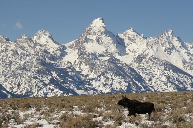 Jackson Hole & Grand Teton Park - Full-Day Wildlife Tour - Practical Tips for Future Travelers