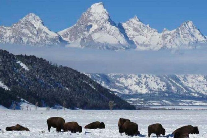 Jackson Hole & Grand Teton Park - Half-Day Wildlife Tour - Afternoon - The Heart of the Tour: Itinerary Breakdown