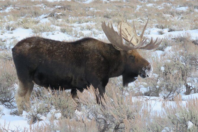 Jackson Hole & Grand Teton Park - Half-Day Wildlife Tour - Afternoon - Practicalities and Value