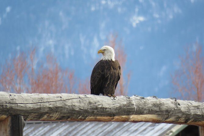 Jackson Hole & Grand Teton Park - Half-Day Wildlife Tour - Afternoon - FAQs
