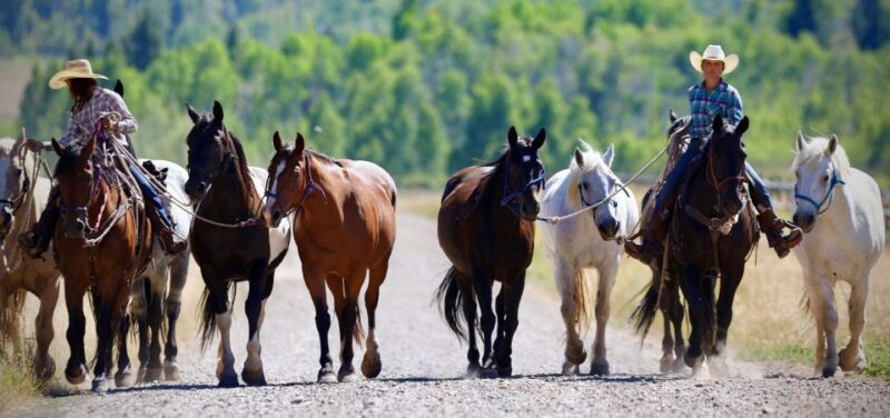 Jackson Hole: Moose Meadow Horseback Tour with Breakfast - Jackson Hole: Moose Meadow Horseback Tour with Breakfast — An Authentic Wyoming Experience