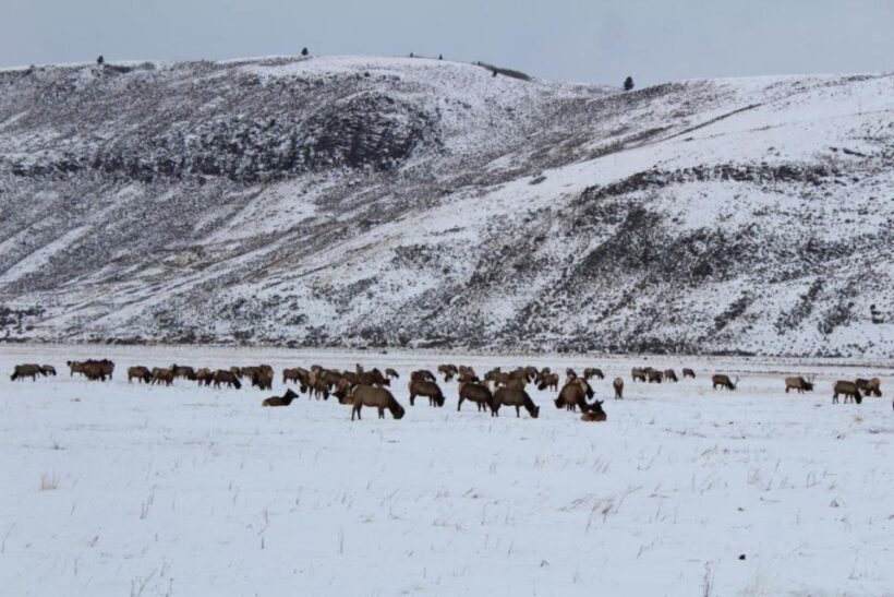 Jackson Hole: National Elk Refuge Sleigh Ride - An Introduction to the Sleigh Ride Experience