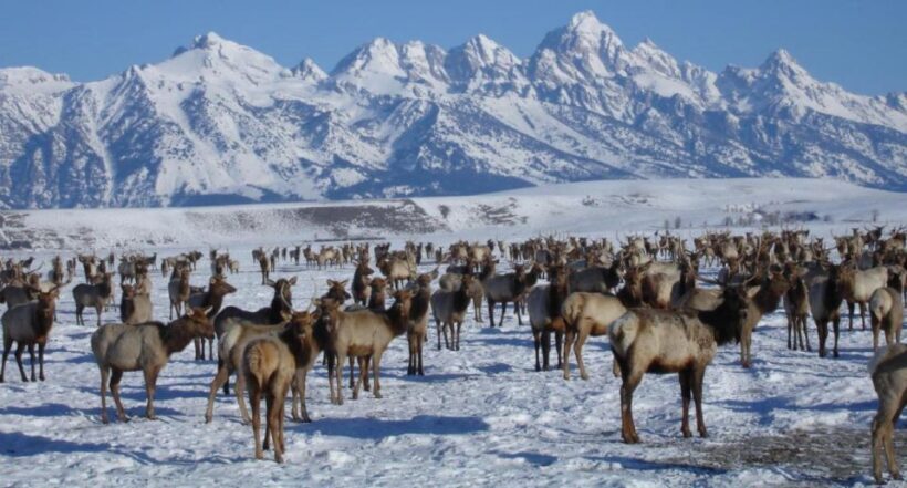Jackson Hole: National Elk Refuge Sleigh Ride - What Makes This Tour Special
